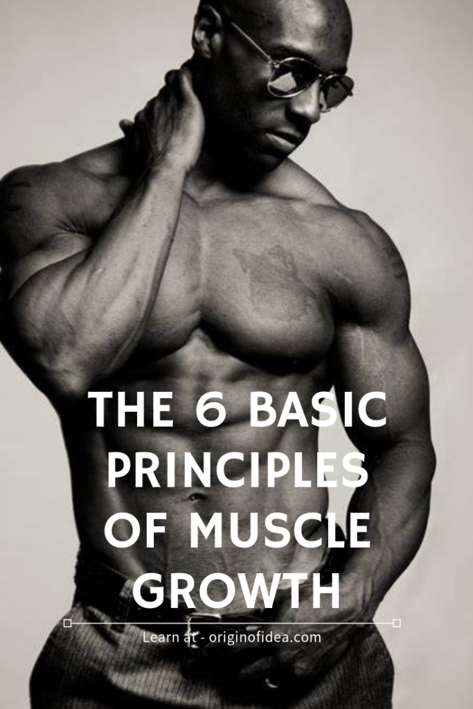 The 6 Basic Principles of Muscle Growth - Origin Of Idea